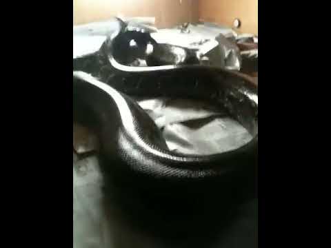 Burmese python tug of war - YouTube