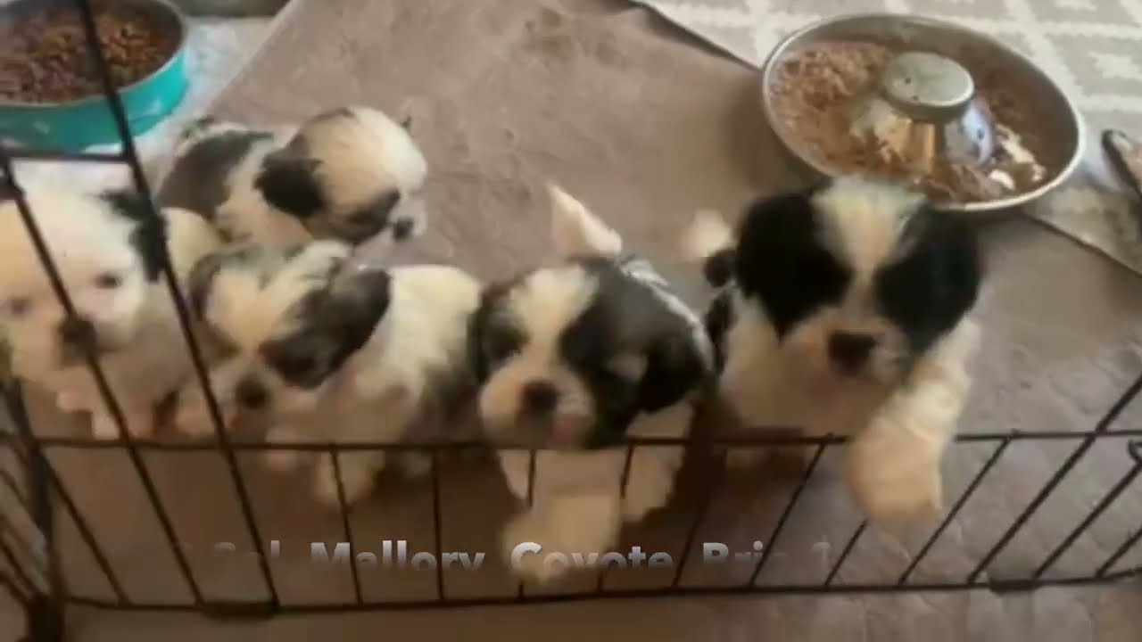 The Benefits of Fostering a Rescue Pet: A Guide to a Fulfilling ...