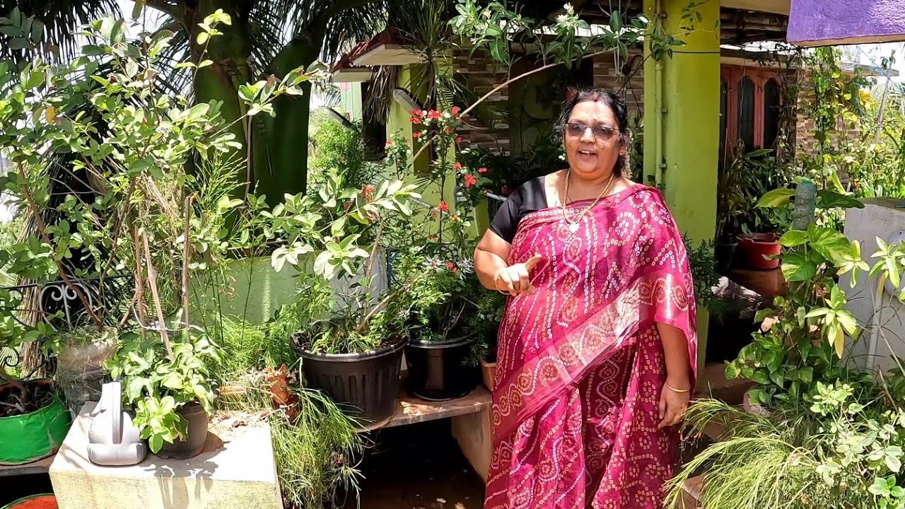 Poonai Meesai Plant| OrthosiphonI Medicinal benefits| #terracegardening ...