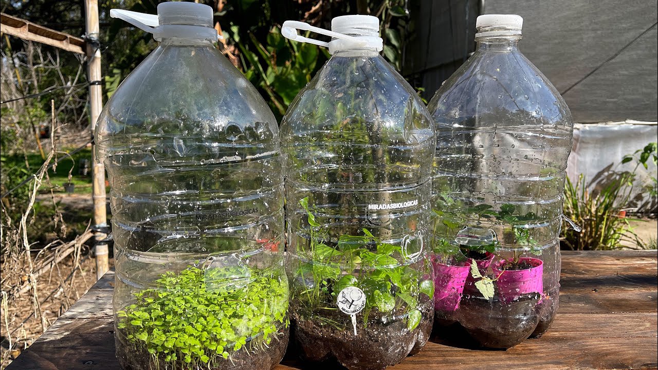 Mini INVERNACULO en BOTELLA (SECRETOS) - Acelera tus PLANTAS 🌿💐 - YouTube