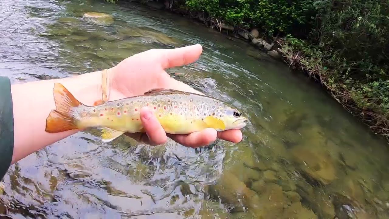 A spinning tra Trote STELLATE, SELVATICHE e padelle | Pesca alla trota ...