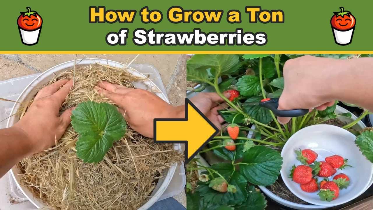 How to Grow a Ton of Strawberries at Home | Tomato Bucket Soil Cup Self ...