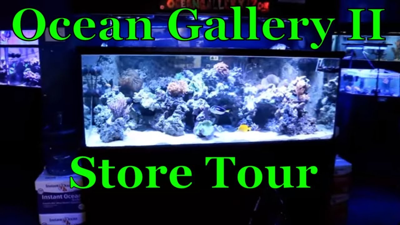 Ocean Gallery 2 Store Tour - YouTube