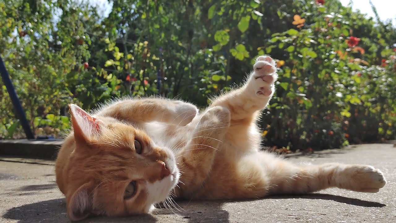 Cat Happiness Overload - YouTube