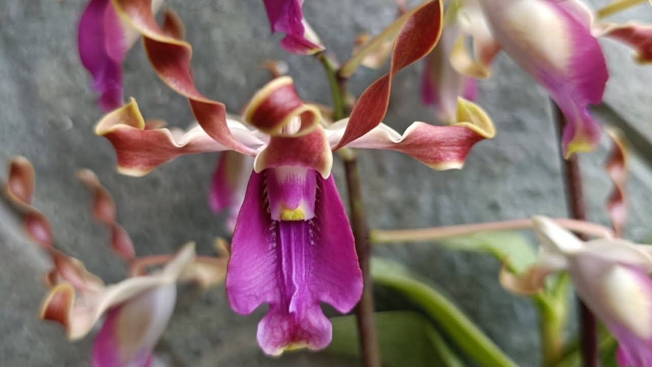 Den. Wibi Asri x lasianthera, form sempurna dari id ini di kebun # ...