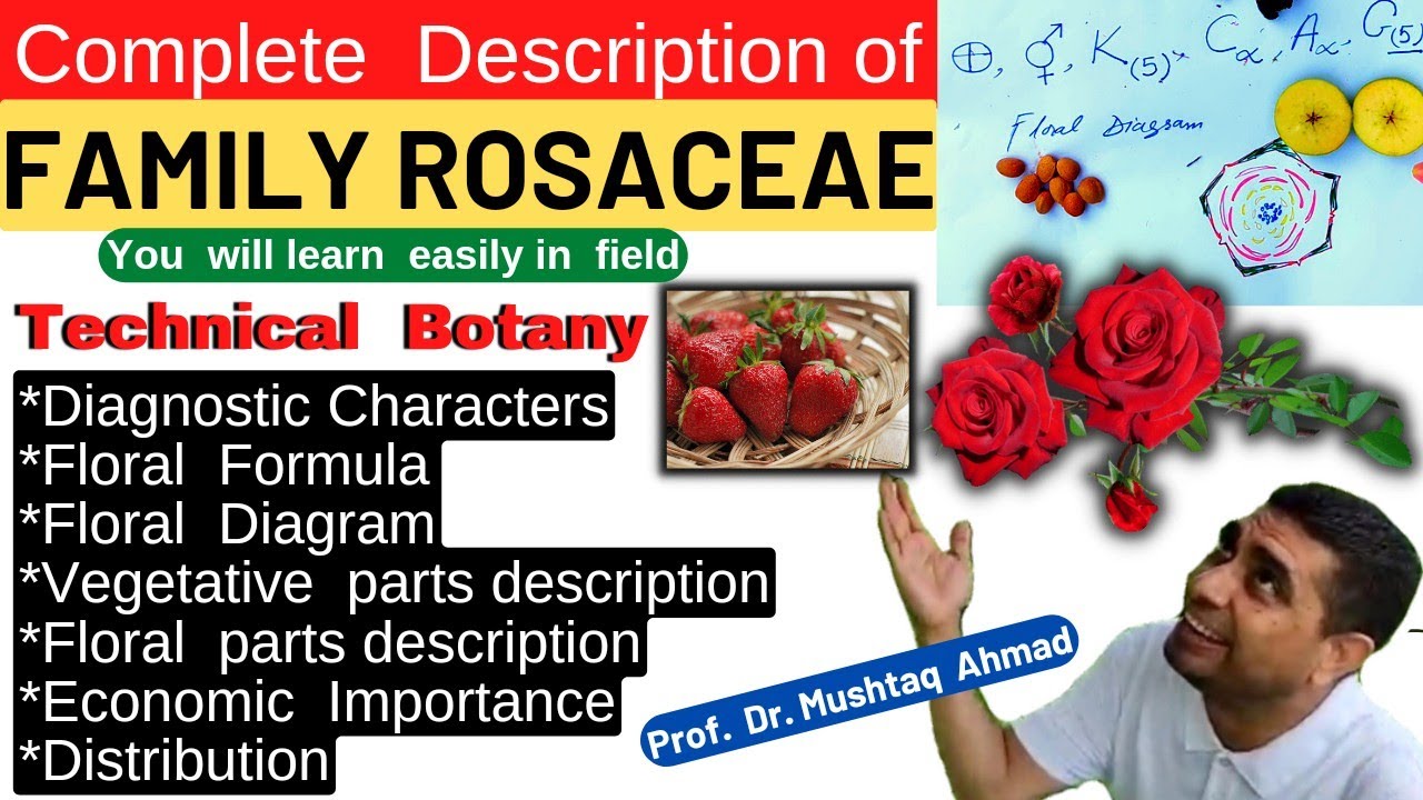 Family Rosaceae Complete description | Family Rosaceae | Info ...