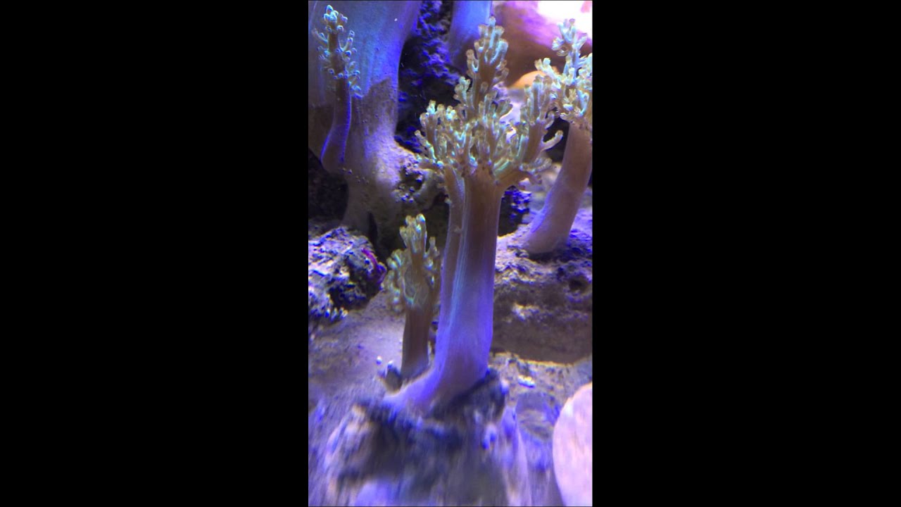 Stereonephthya sp.-corail brocoli - YouTube