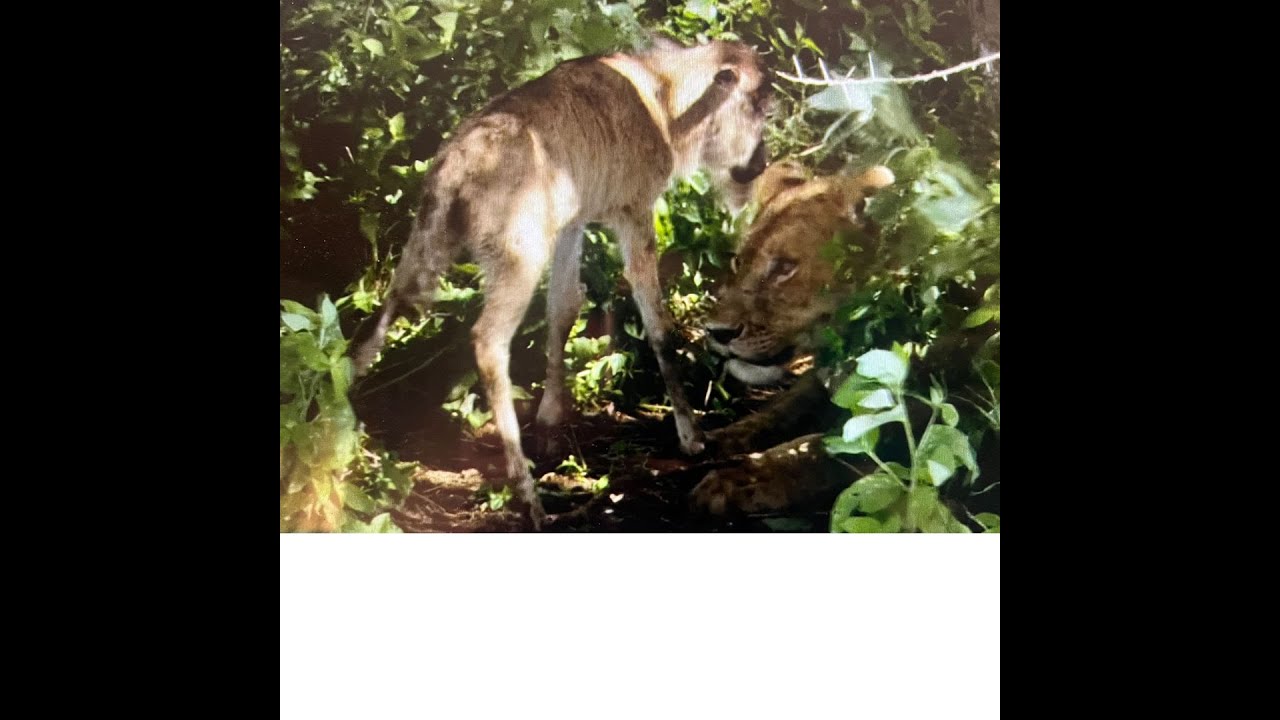 Lioness Maternal Instinct - YouTube