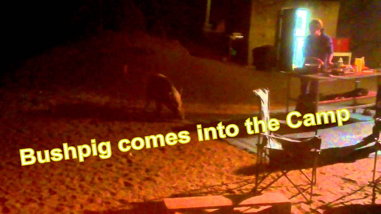 Bushpig in camp .. came for dinner ...burp #wildlife #bushpig - YouTube
