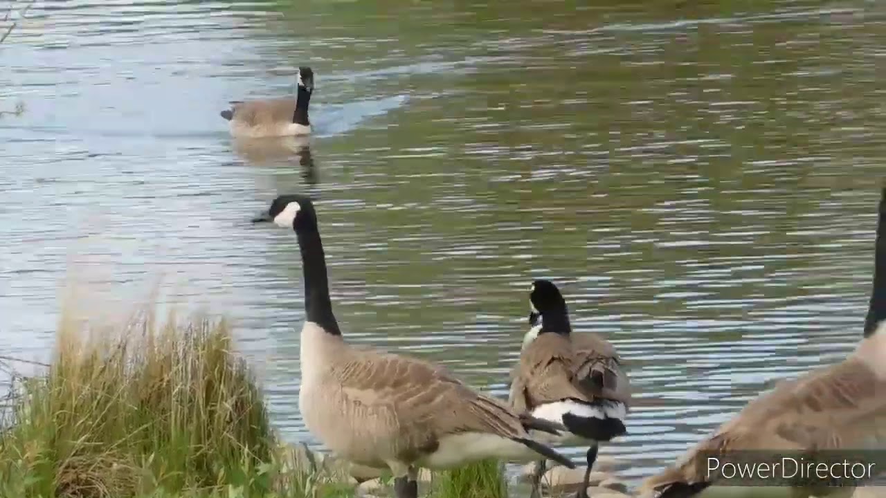 Goose - YouTube