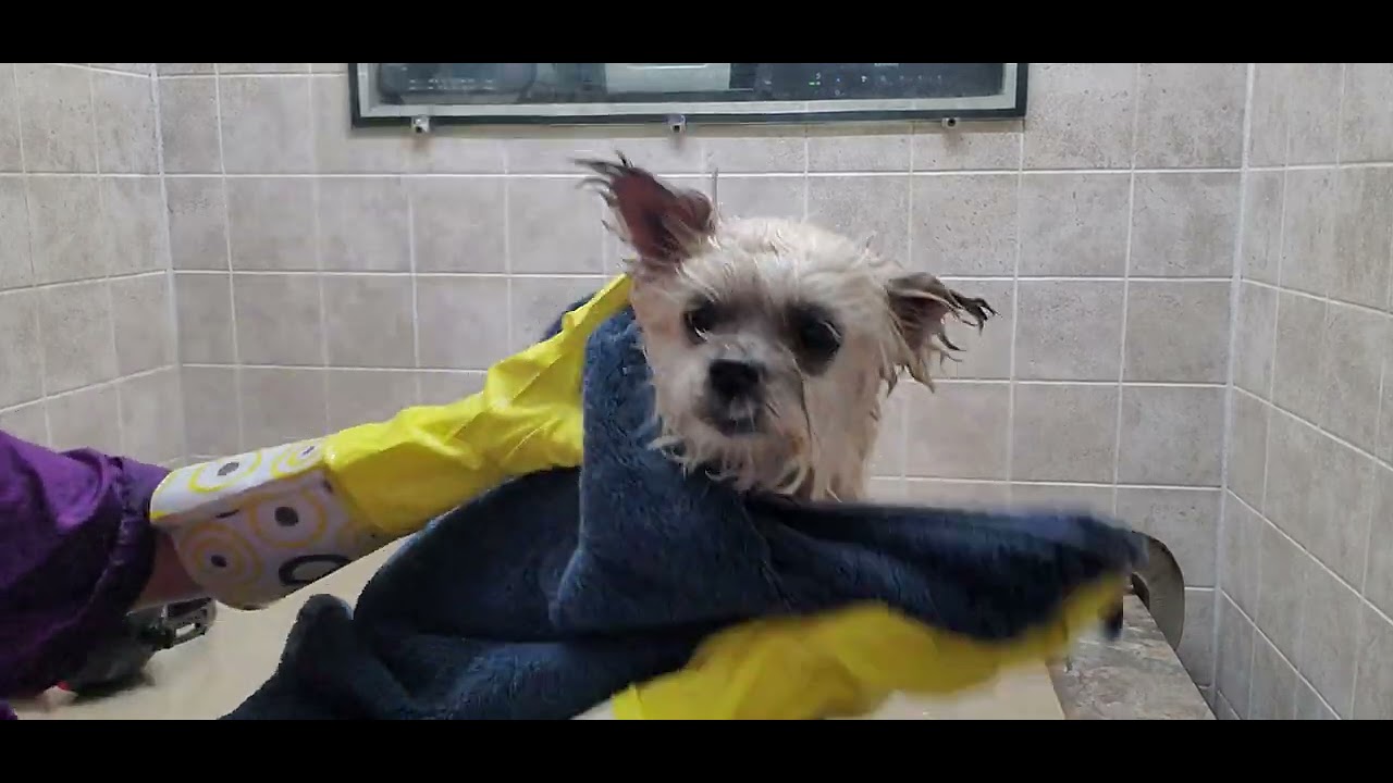 K9 Clipz bath process, how I bath dogs at my grooming business, raised ...