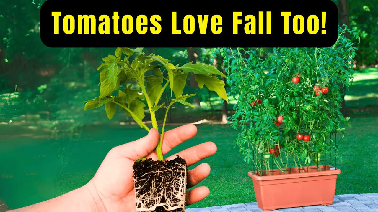 Plant Fall Tomatoes NOW for a Bumper Harvest! (Most Gardeners Don’t ...