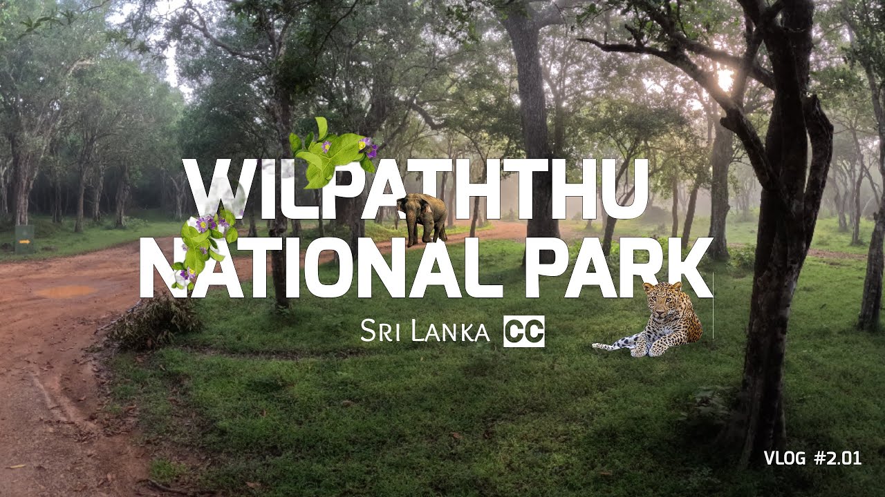 Wilpaththu National Park - The best place to see Wild Animals ...