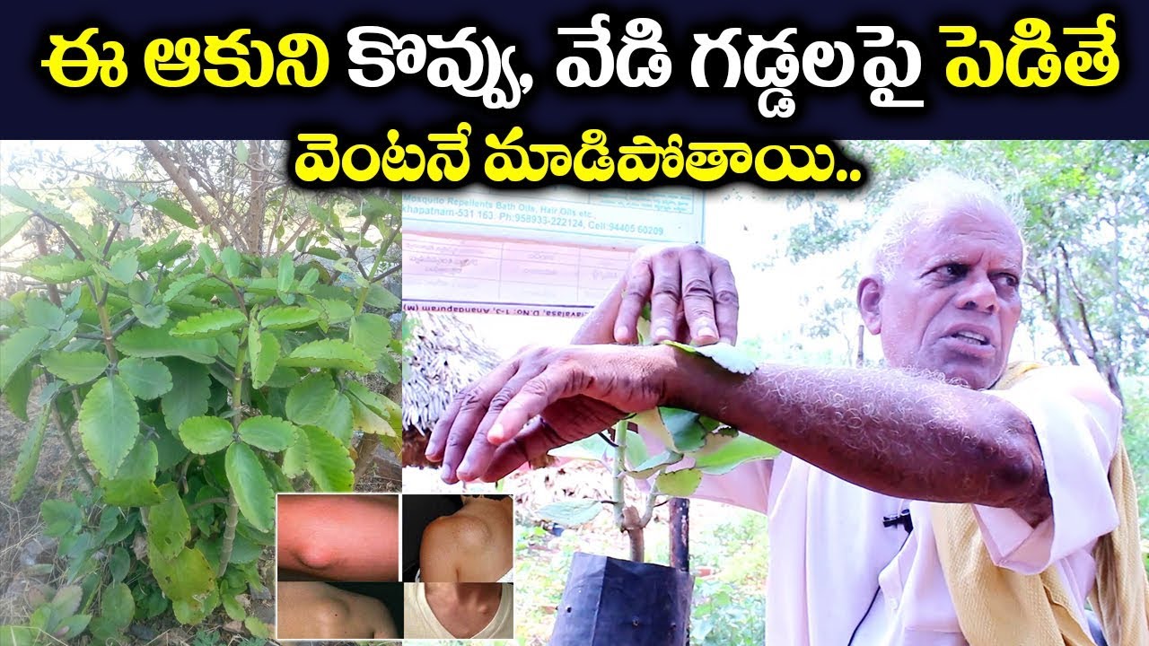 ఈ ఆకుని కొవ్వు, వేడి గడ్డలపై పెడితే వెంటనే మాడిపోతాయి| RANAPALA Plant ...