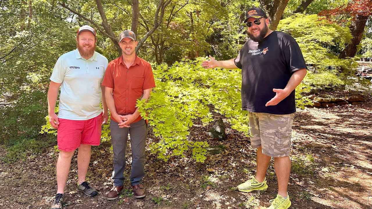 Top 5 Acer truncatum Shantung Maples! With Scott Hubble - YouTube