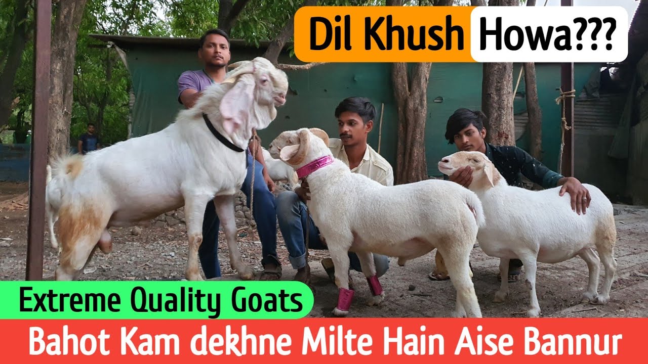 Extreme Quality Patira Goat Aur Bannur Sheep Jodi | Heavyweight Bannur ...