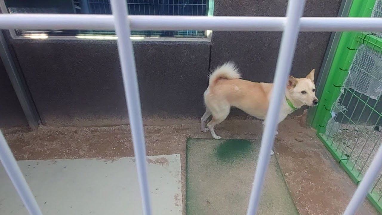 조금씩 시간 날 때마다 공장개 견사 겨울 준비 하기 L 앞 쪽 뜯은 건 조금 고민 중 L 공장개 견사 보수하기 L 그 와중에 영도 너무 귀여움 Youtube