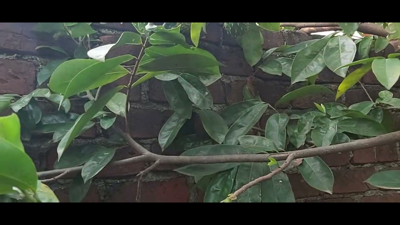 mull seetha started fruits in my farm - YouTube