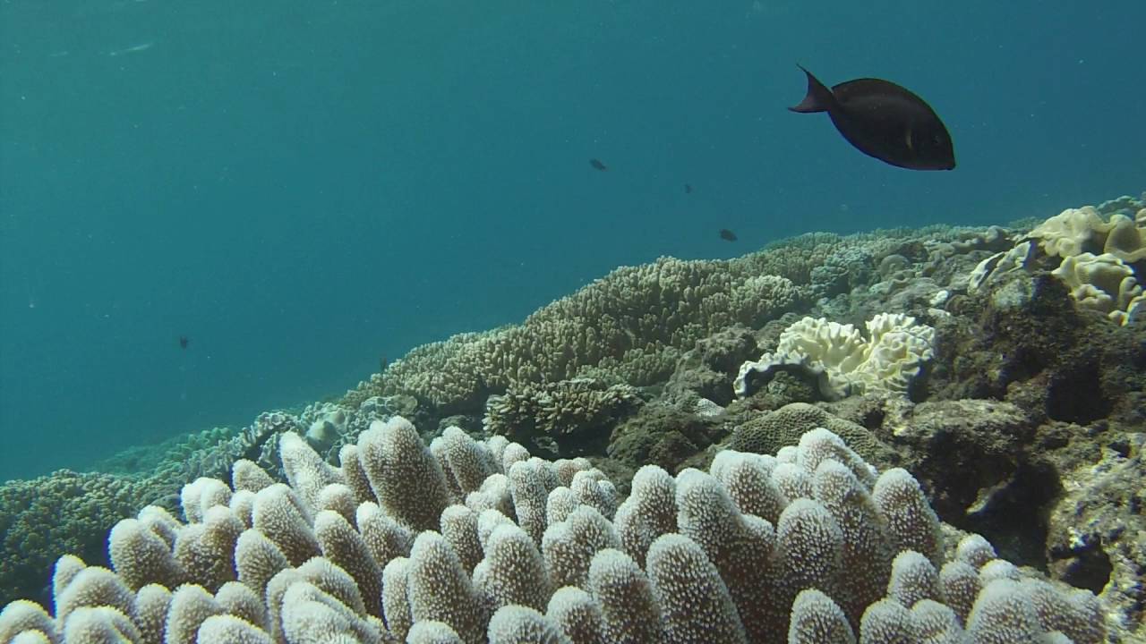 Snorkeling Cape Maeda, Okinawa - YouTube