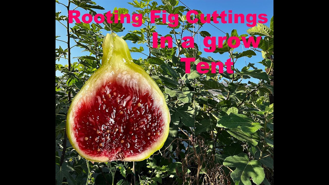 Rooting Fig Cuttings in a grow tent, showing how I grow and root fig ...