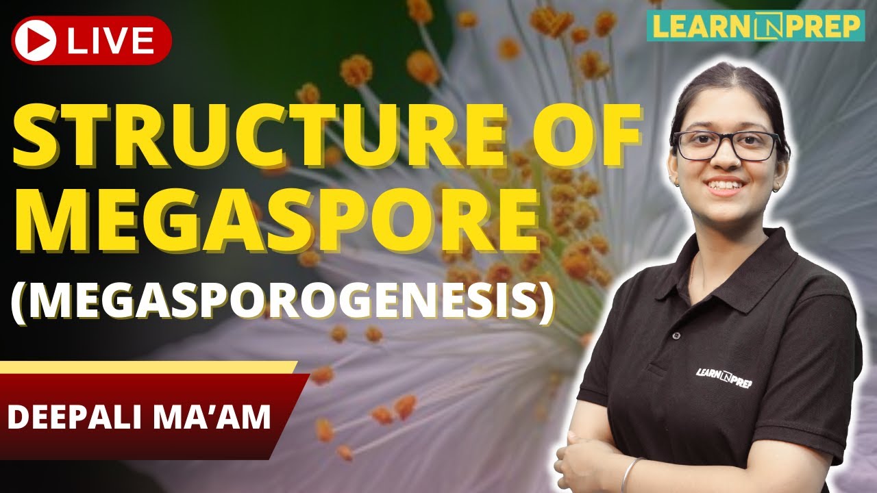 Structure of Megaspore (Megasporogenesis) | Complete Guide for NEET # ...