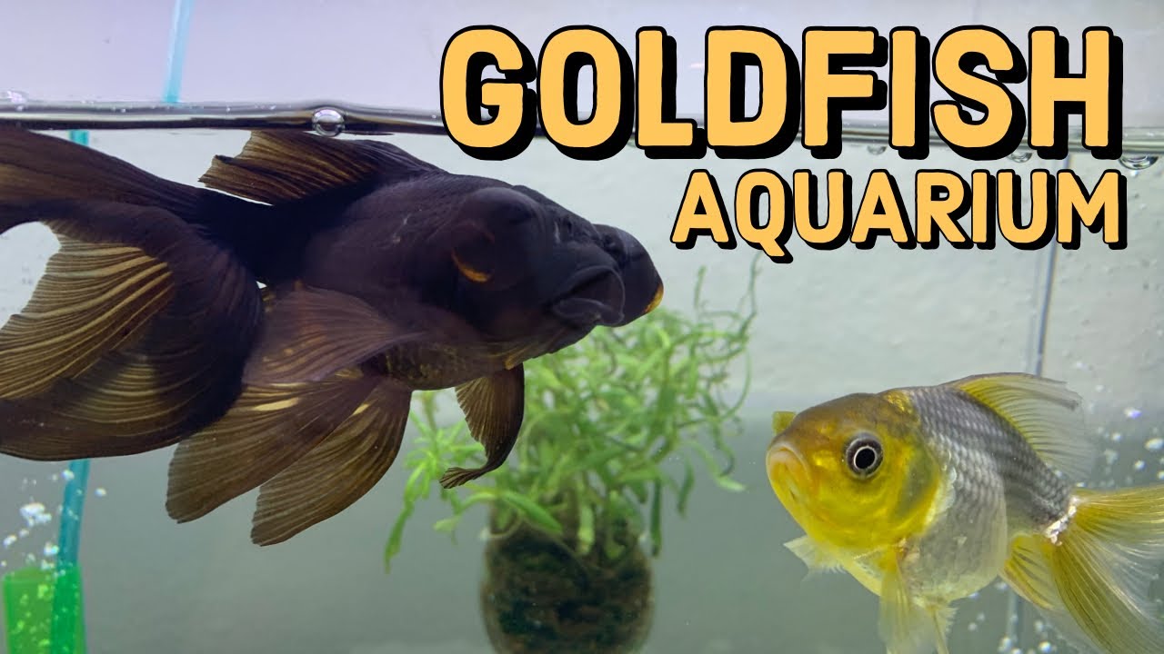 Spring Cleaning the Goldfish Tank // Aquarium Maintenance and Refresh ...