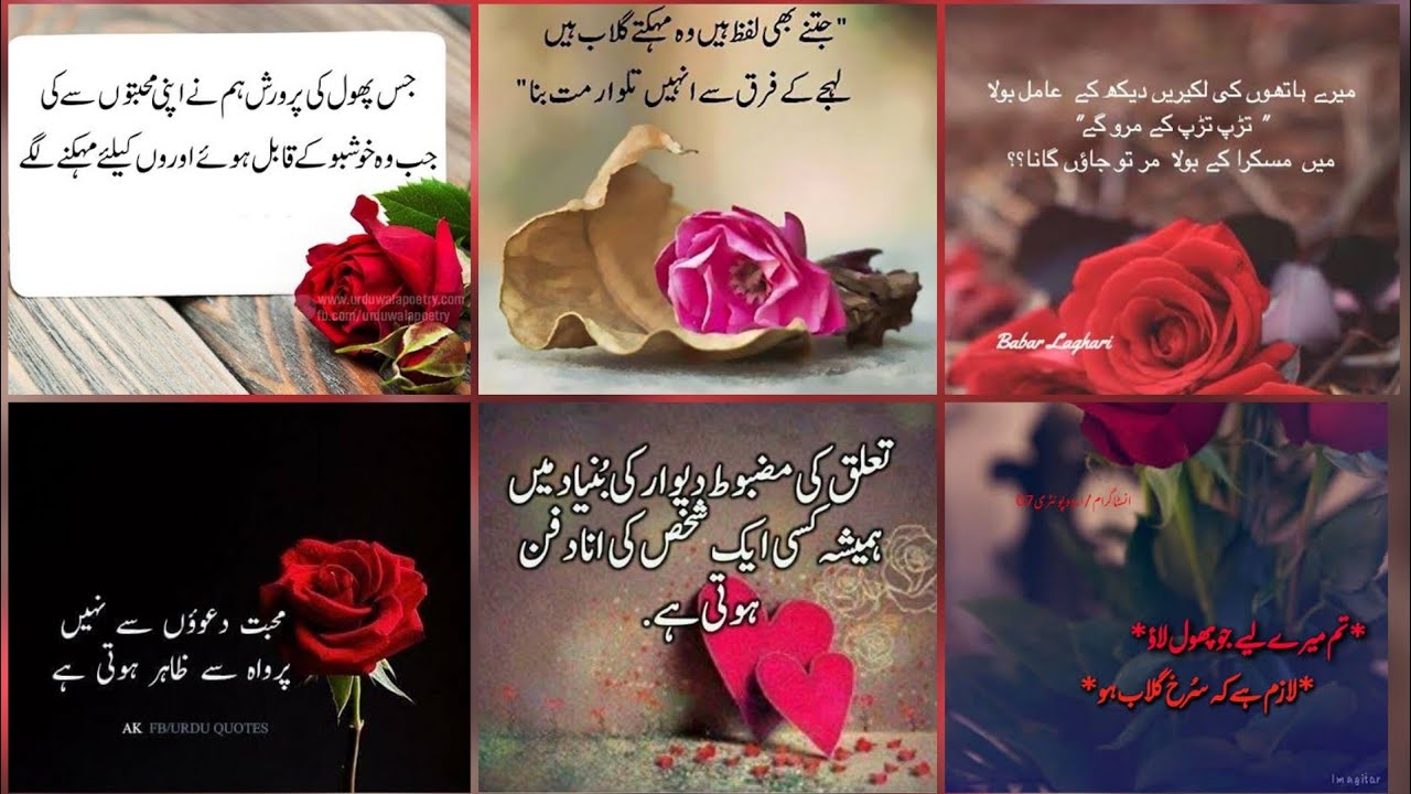 Red Rose Pictures With Love Quotes In Urdu Roses Lovers & Nature 🌺