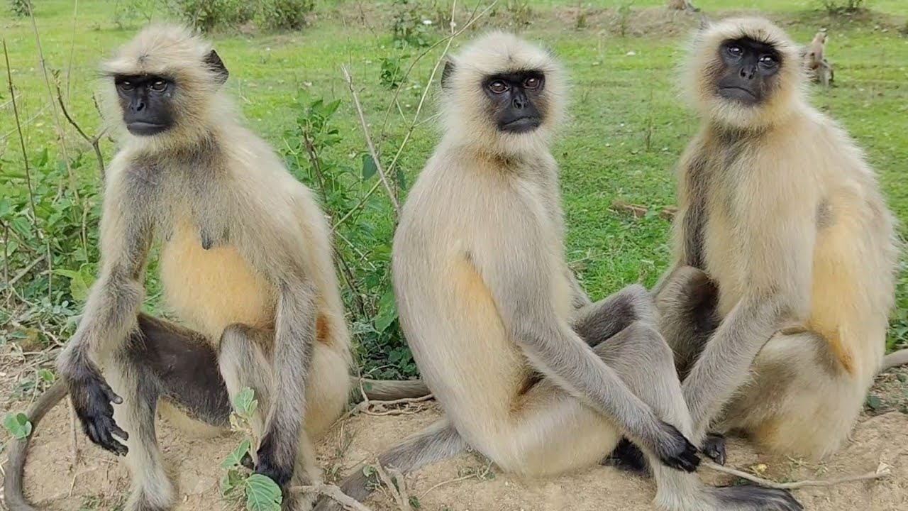 Bandar wala video by animal Monkey 🐒🐒 - YouTube
