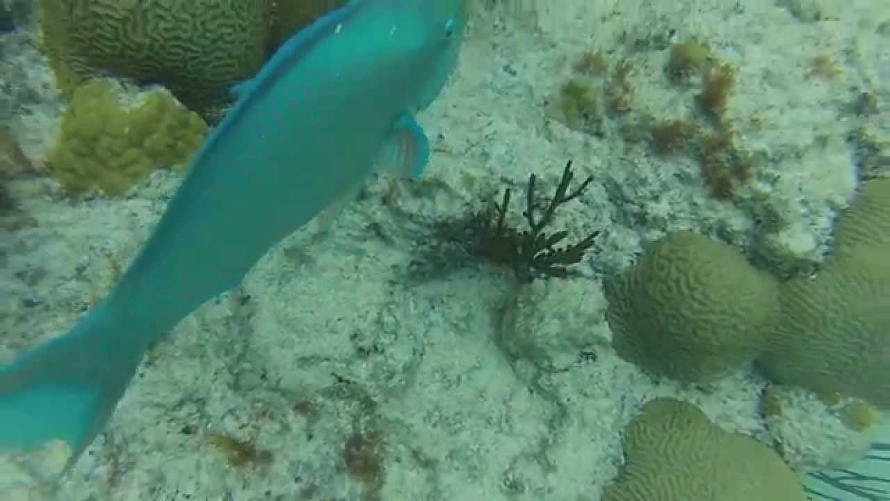 GoPro Blue Parrotfish in Bermuda - YouTube