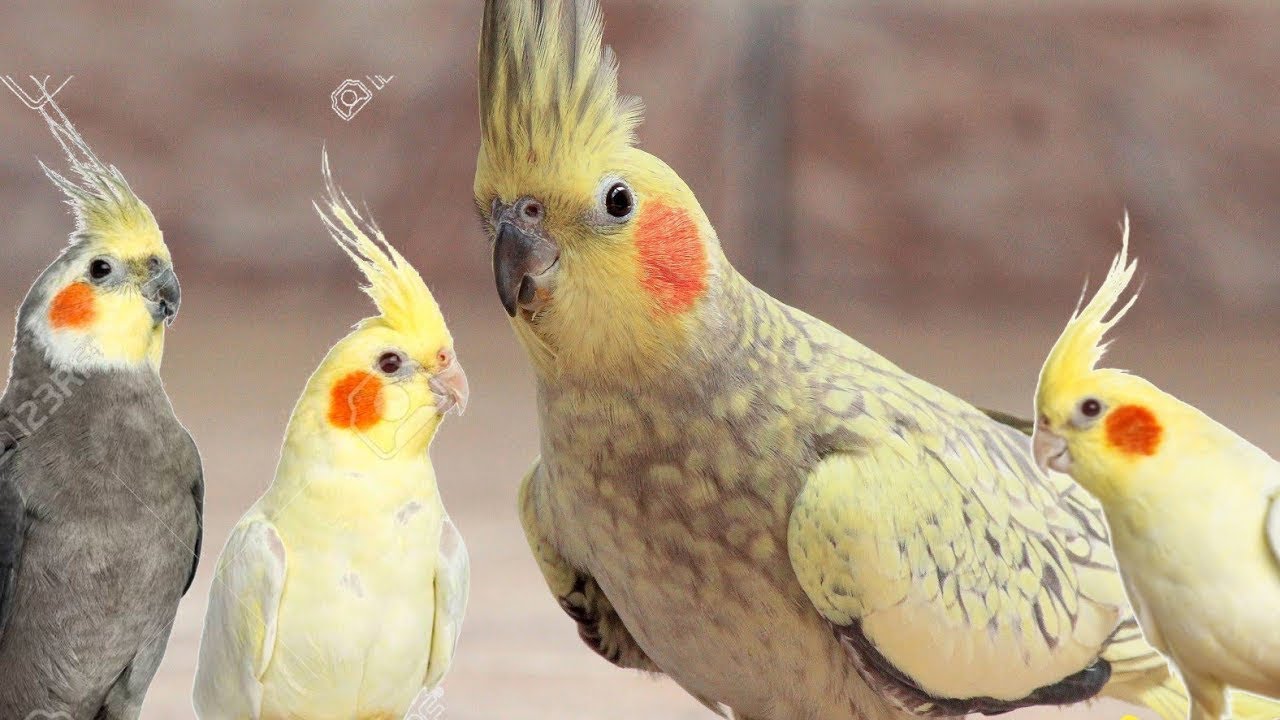 Different types of cocktail parrots. - YouTube