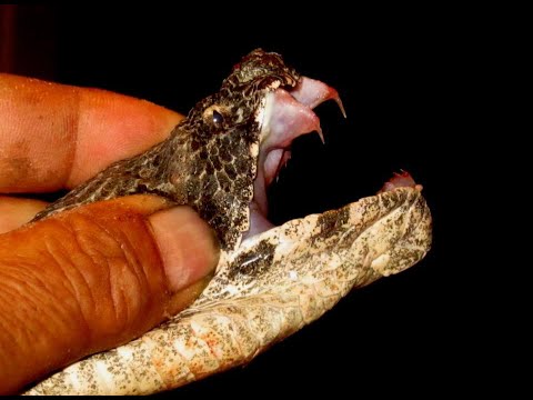 The viper bite in slow motion - Macrovipera lebetina (blunt-nosed viper) Φίνα - Cyprus 10/6/2023