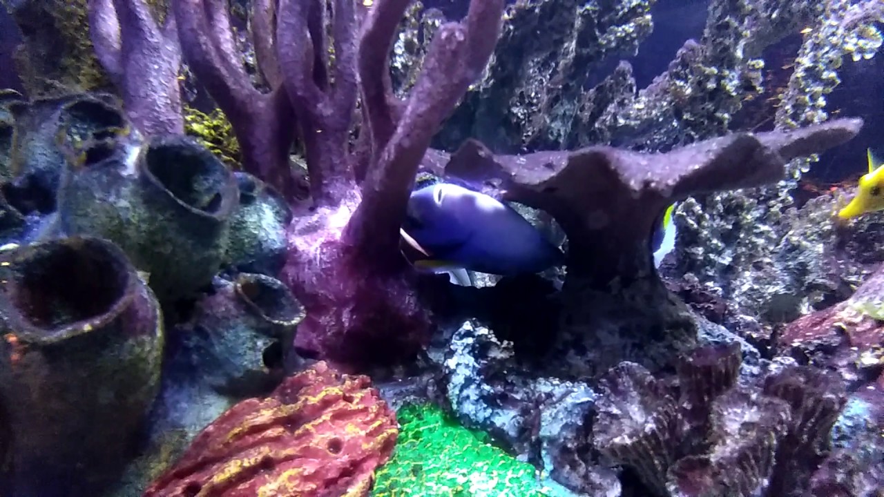 Rainforest cafe fish tanks - YouTube