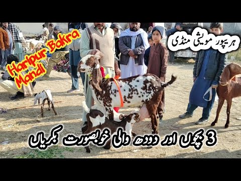 Bakra Mandi Haripur update 15 January #3 Bachoo wali or Doodh wali ...