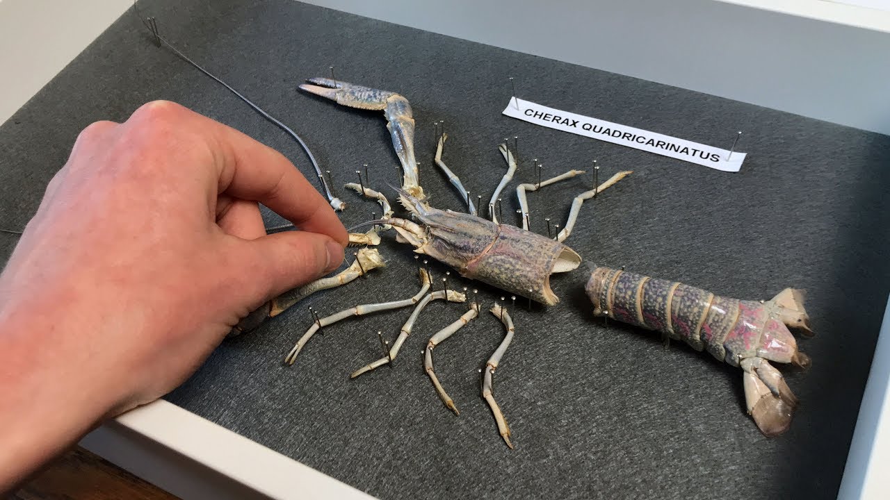 Making Art From A Crayfish Shell - YouTube