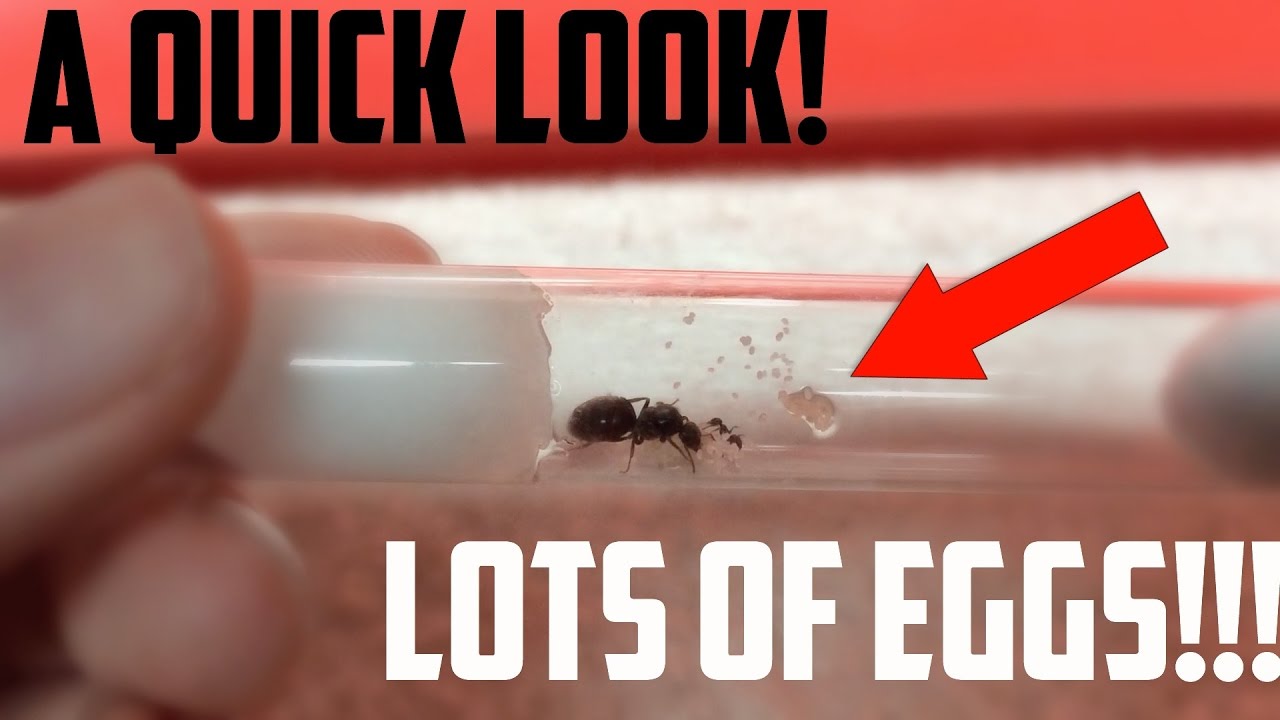 Lasius Niger Colony (Update 1) - A Quick Look - YouTube