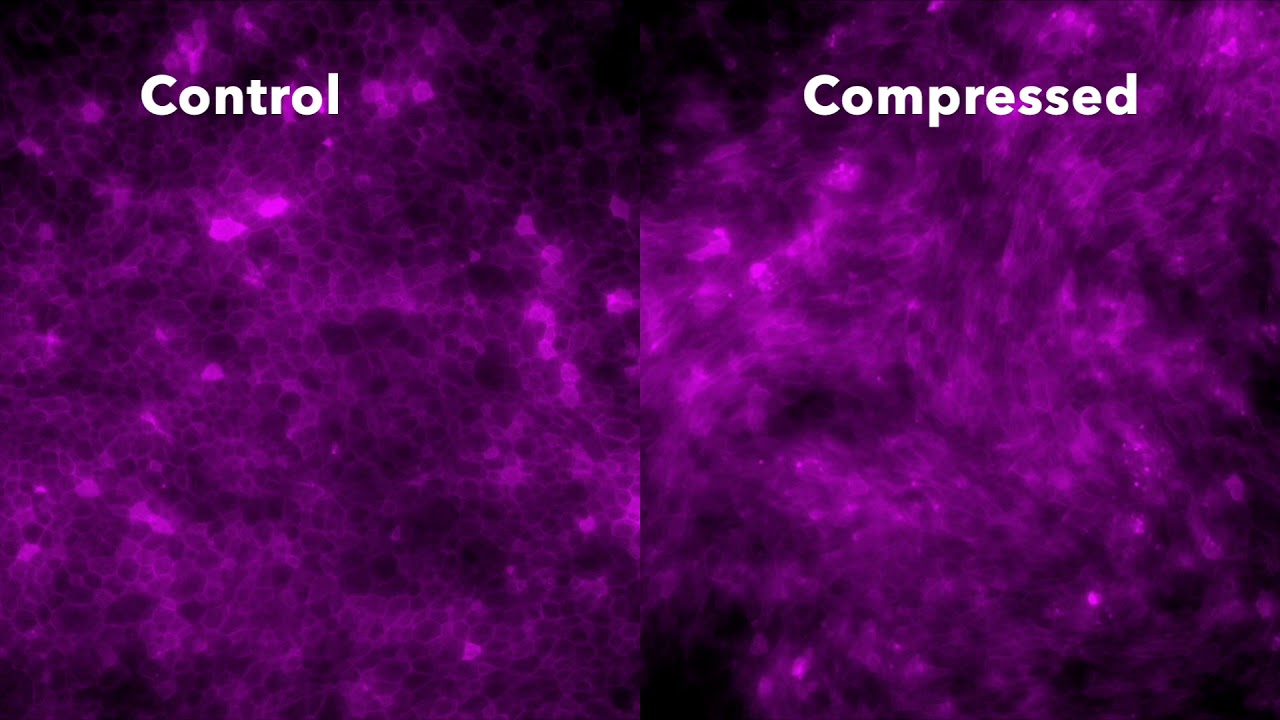 Park Lab at Harvard University: Epithelial cell unjamming by mechanical ...