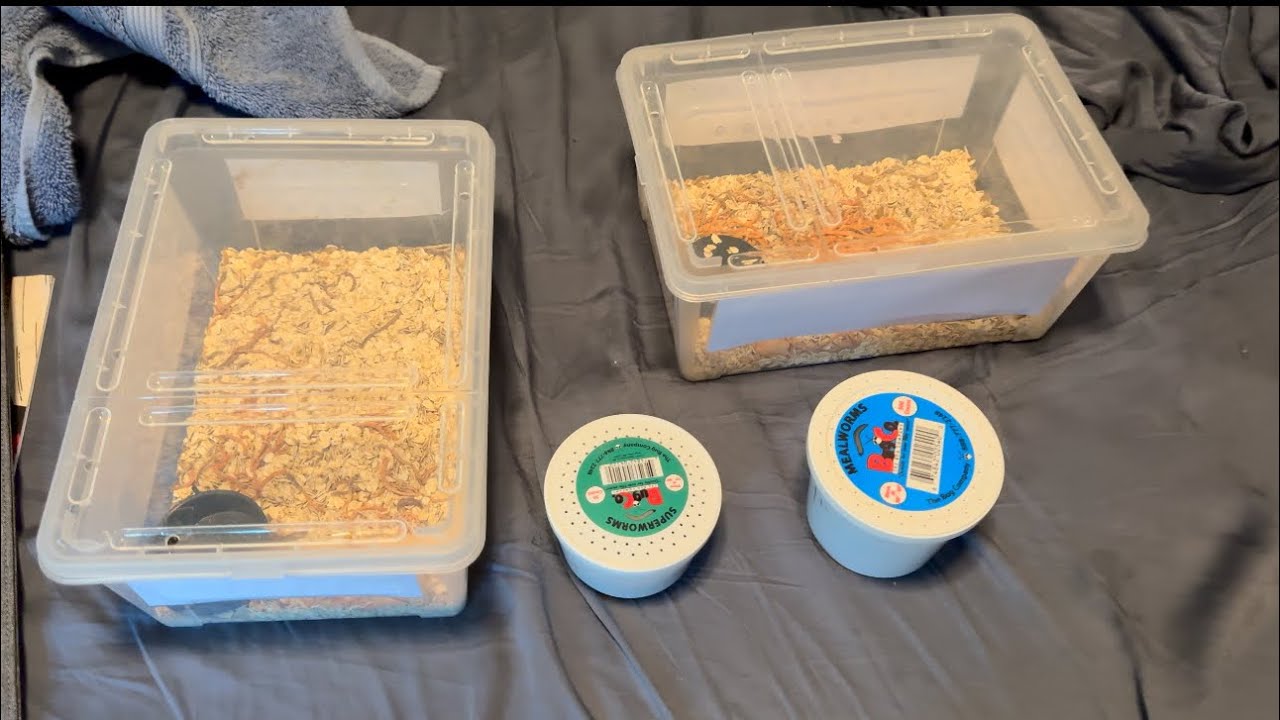 DIY Superworm and Mealworm Setup - Beginner Tutorial Part 1 - YouTube