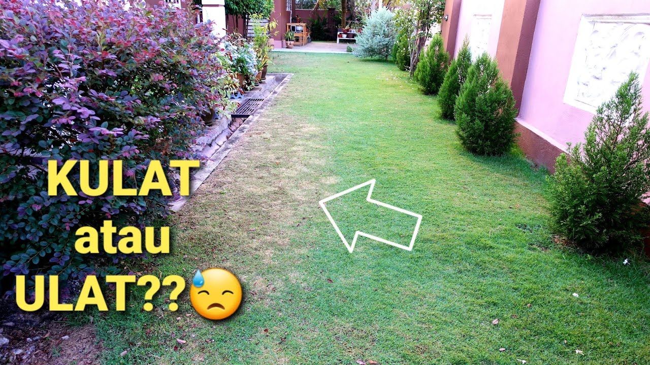 PENYELESAIAN MASALAH RUMPUT KARPET PHILIPPINE. KULAT@ ULAT? - YouTube