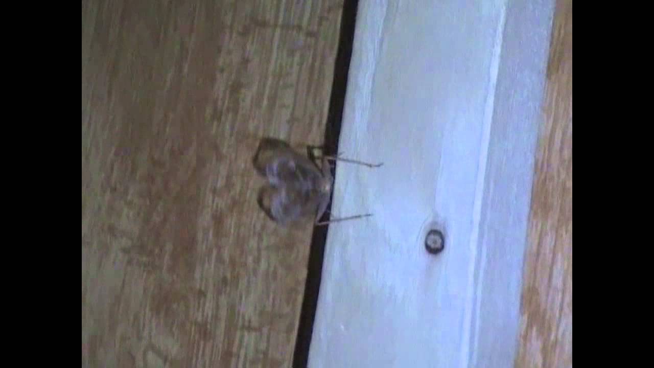 Snowy Tree Cricket How do they make that noise? - YouTube