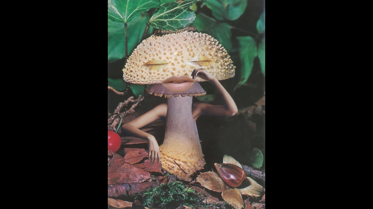 Can fungi recognize shapes? Surprising study about fungal intelligence ...