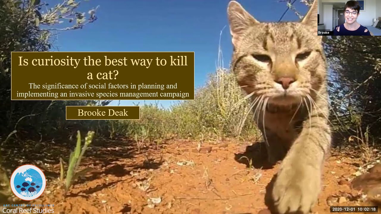 KILL THE CAT Art & Collectibles Prints Digital Prints etna.com.pe
