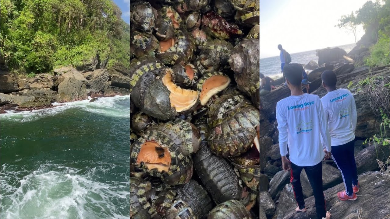 Digging for Pacro on the rocks in North Coast Trinidad,(Adventure ...