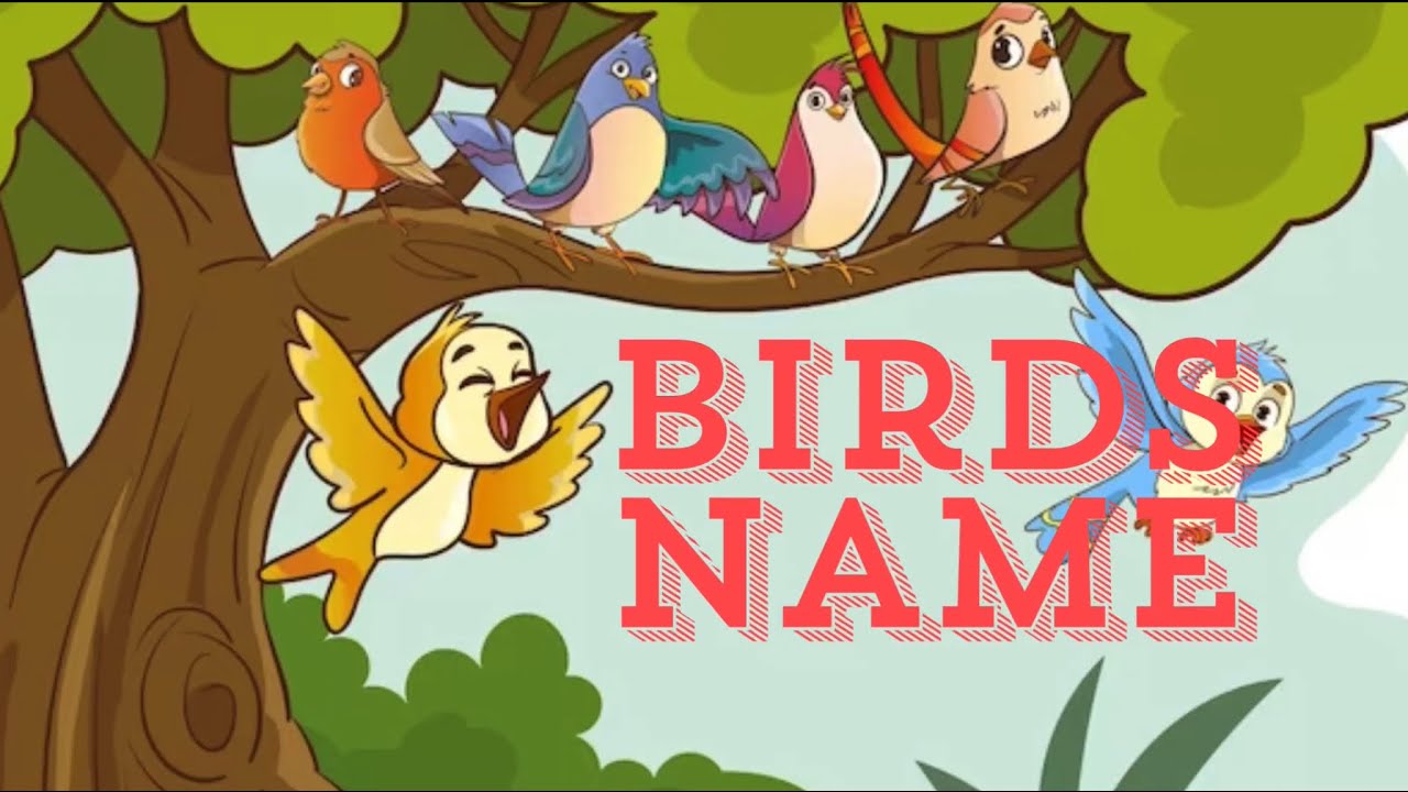 Learn Bird Names with Spellings for Kids - YouTube