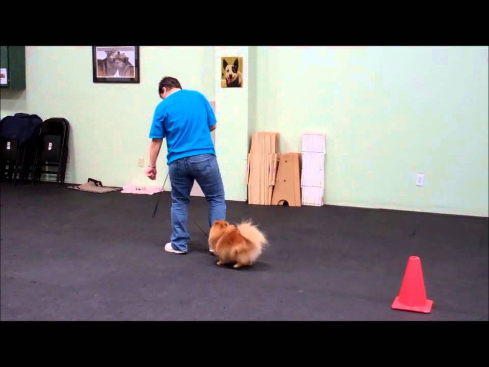 UKC Rally Obedience Normal Pace Slow Pace Fast Pace YouTube ukc-rally-obedience-normal-pace-slow-pace-fast-pace-youtube