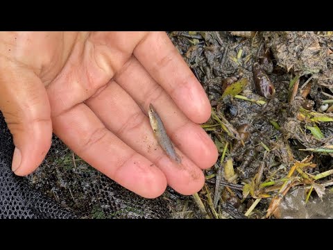 Catch and observe small fish in Indonesian rivers - YouTube