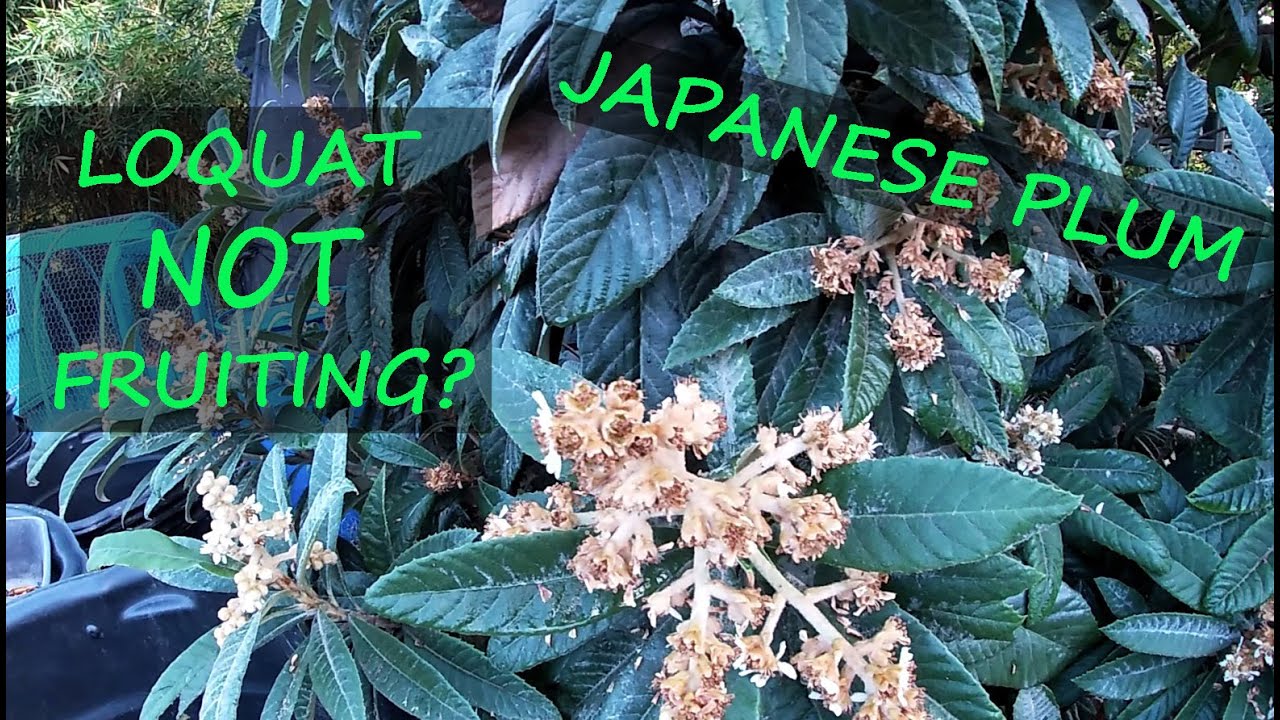 Is your Loquat Tree Not Fruiting? - YouTube