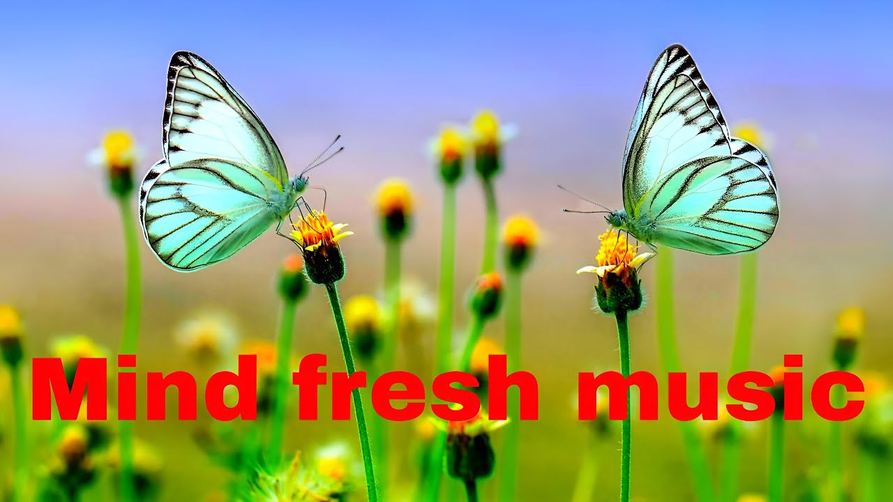 Mind Fresh Music ! Mind Relaxing Song ! #mindfreshmusic #HkHelthiTips ...