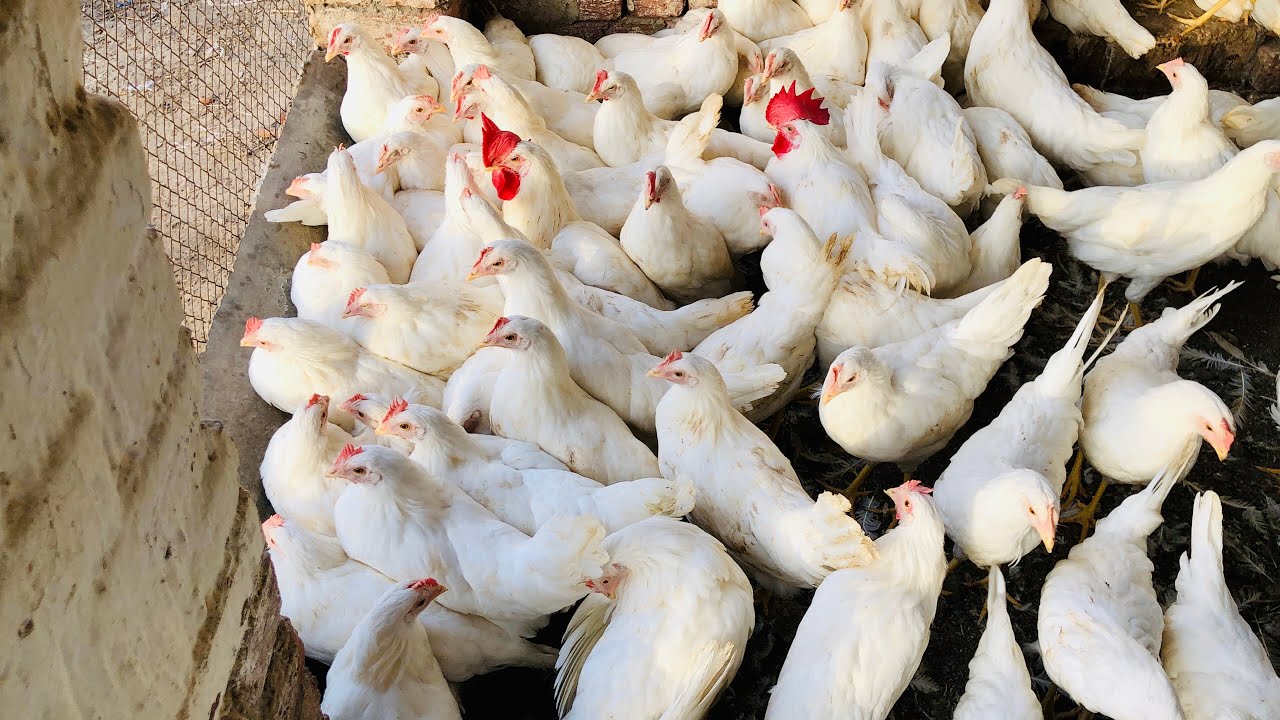 Layer Chicken Farming | 5 Simple steps To Boost egg Production | Yasir ...