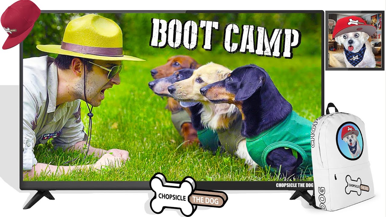 Doggie Boot Camp! (Reaction) Wiener Dogs Vs. Drill Sargent - Crusoe the ...