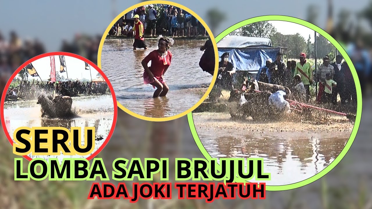 SERU LOMBA SAPI BRUJUL , JOKINYA AMPE TERJATUH - YouTube